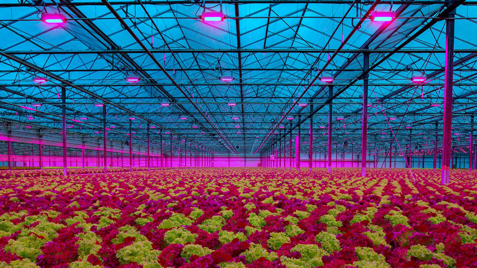 LEDs: A Useful Source of Lighting for Plant Growth - Trend Yard